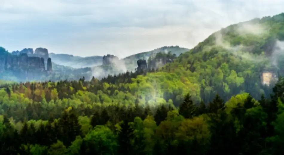 Los bosques del futuro respiran… pero no están vivos: bienvenidos a la ...