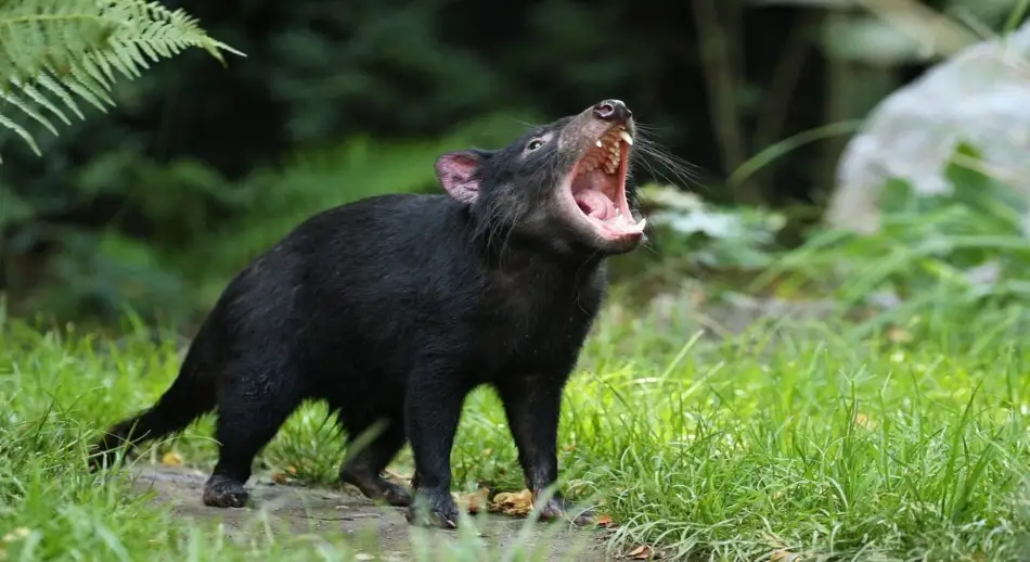 Tras 3000 años, el Demonio de Tasmania regresa a Australia con un ...